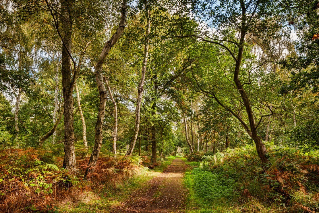 Mansfield: area guide | Whitegates